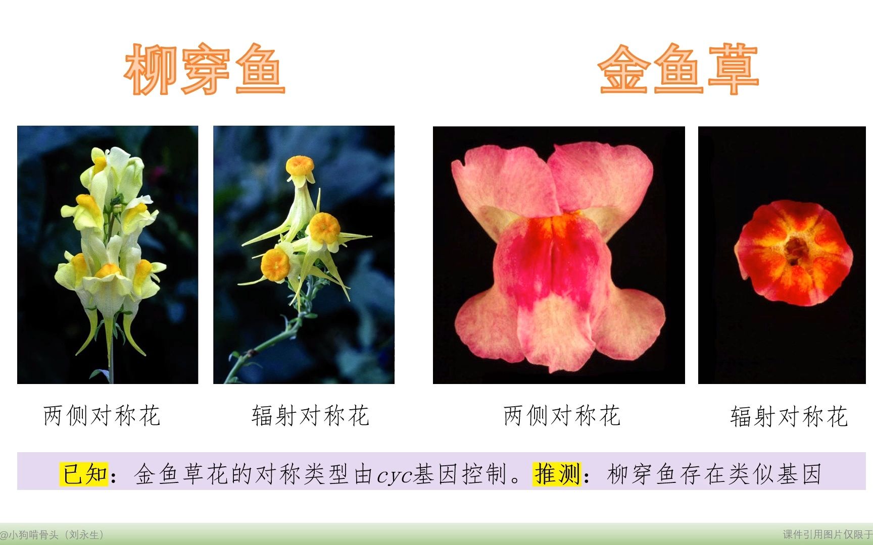 2.4.2 基因表达和性状的关系第二部分