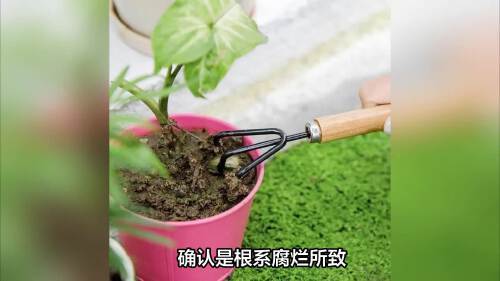 这几种颗粒物是养花的好材料,拌一点到盆土里,透气又透水