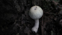 野外识菇:蘑菇属的常见种,不怎么白的白林地蘑菇