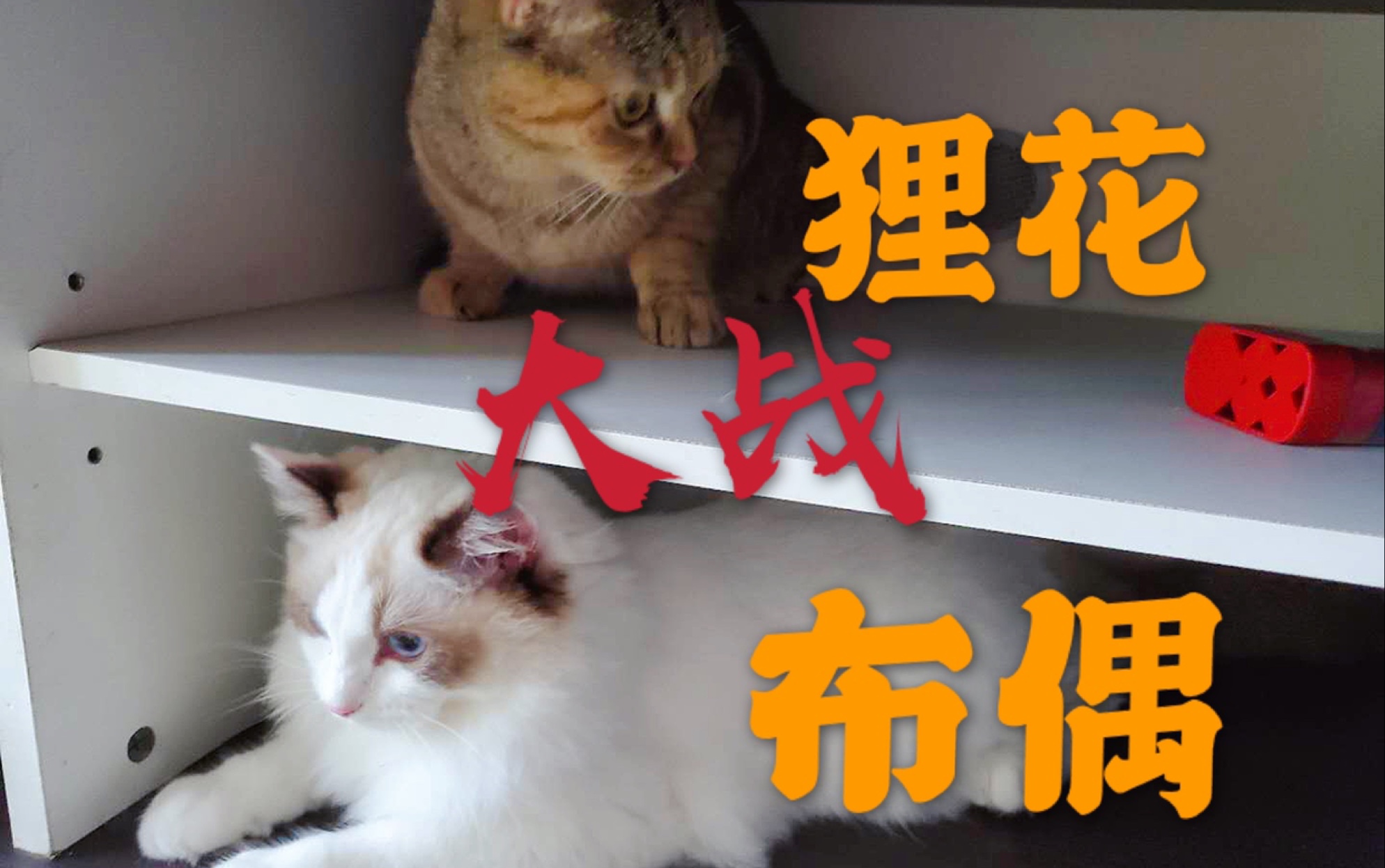 【狸花猫】【布偶猫】狸花VS布偶~双猫大战~