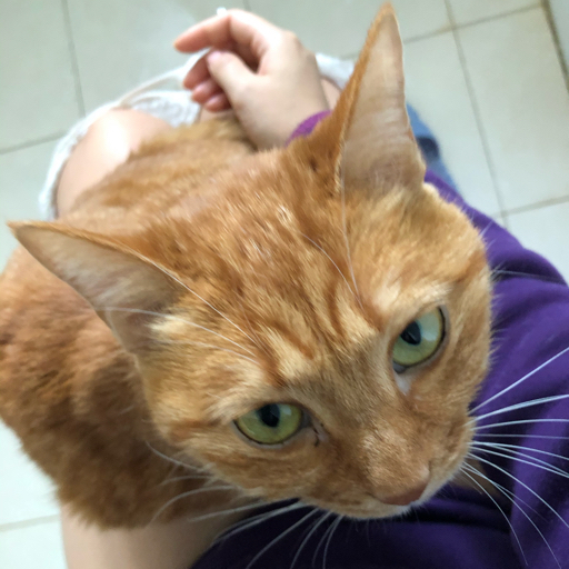 奶牛的猪 
