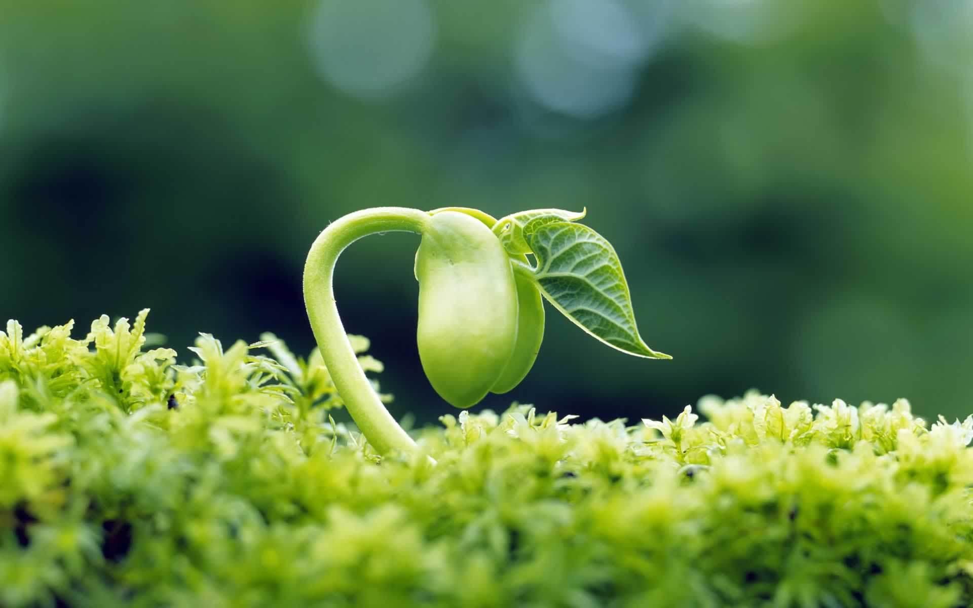 （原创微课动画）种子的萌发过程