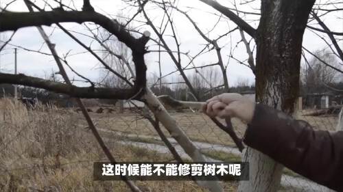 12月修剪树木攻略:如何保持树木良好生长状态