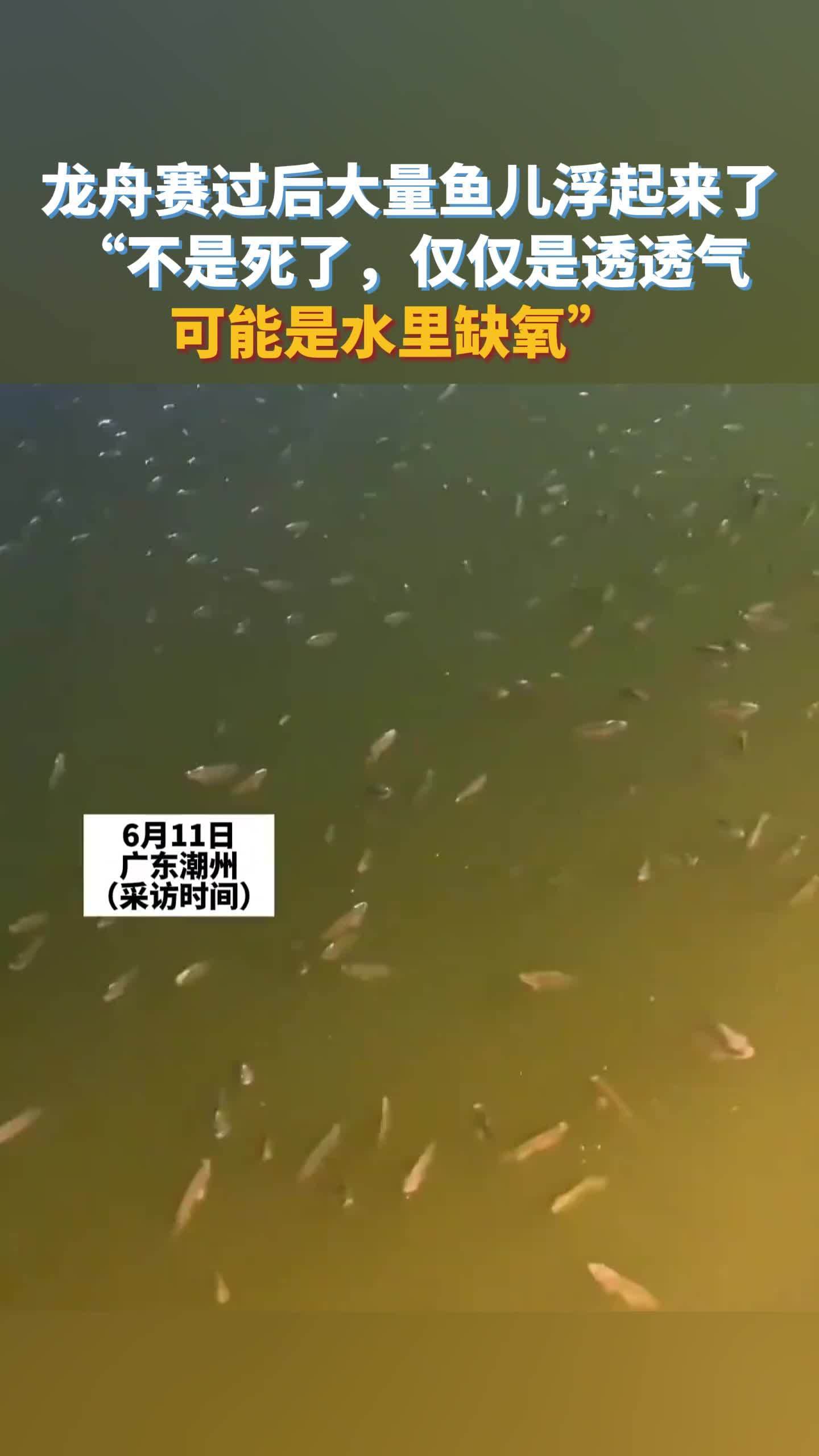 龙舟赛过后大量鱼儿浮起来了"不是死了,仅仅是透透气。