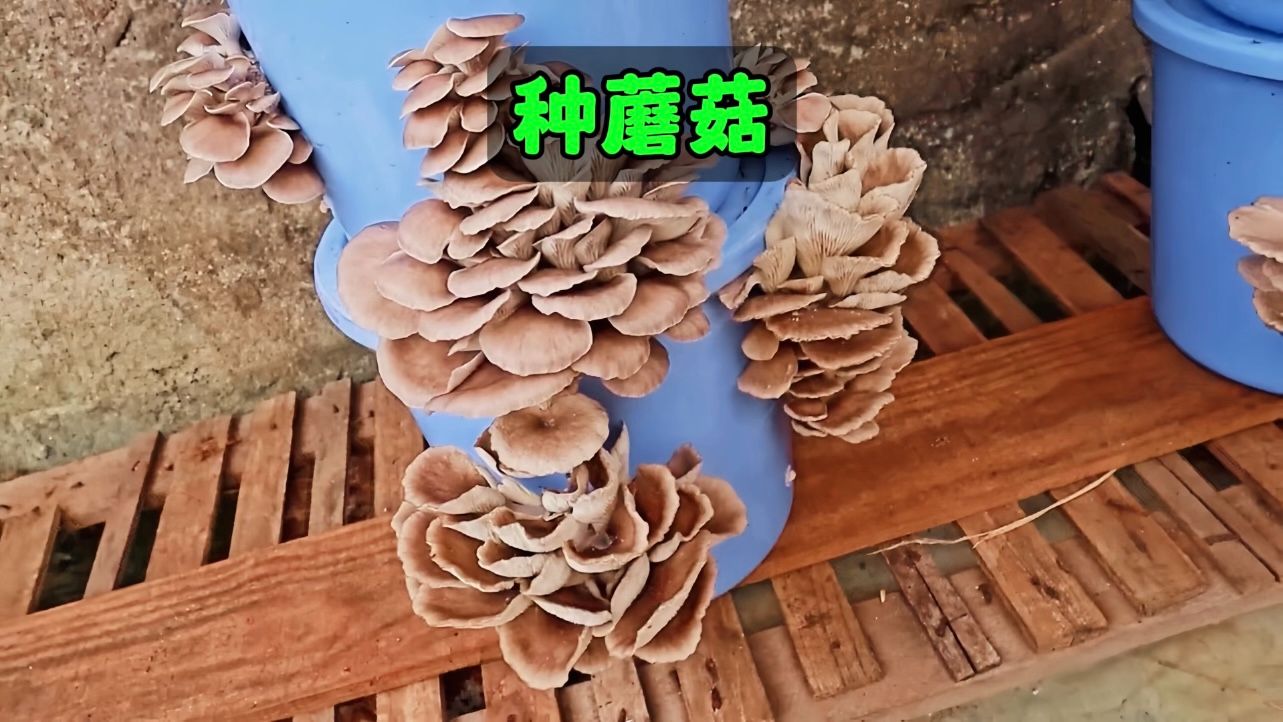 耗时24天,记录在家种植蘑菇的全过程!