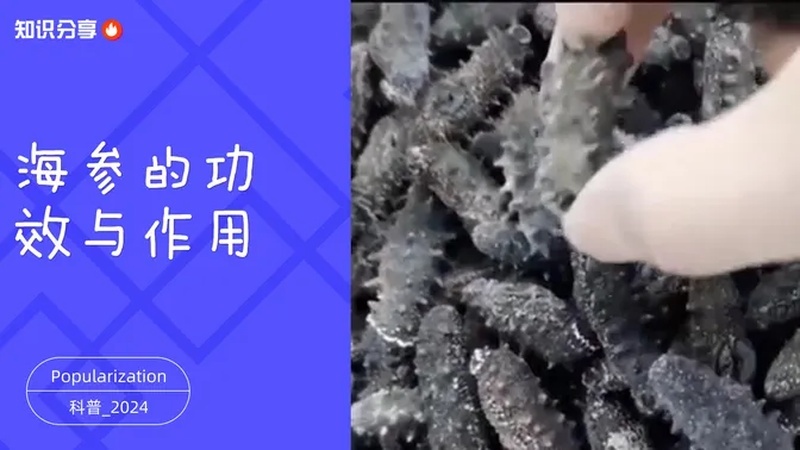 海参的功效与作用
