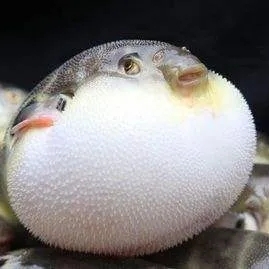 婴宁七月 