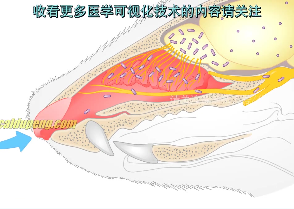 2018年12月绘制的矢量图SCI论文插图小鼠的鼻脑通路给药