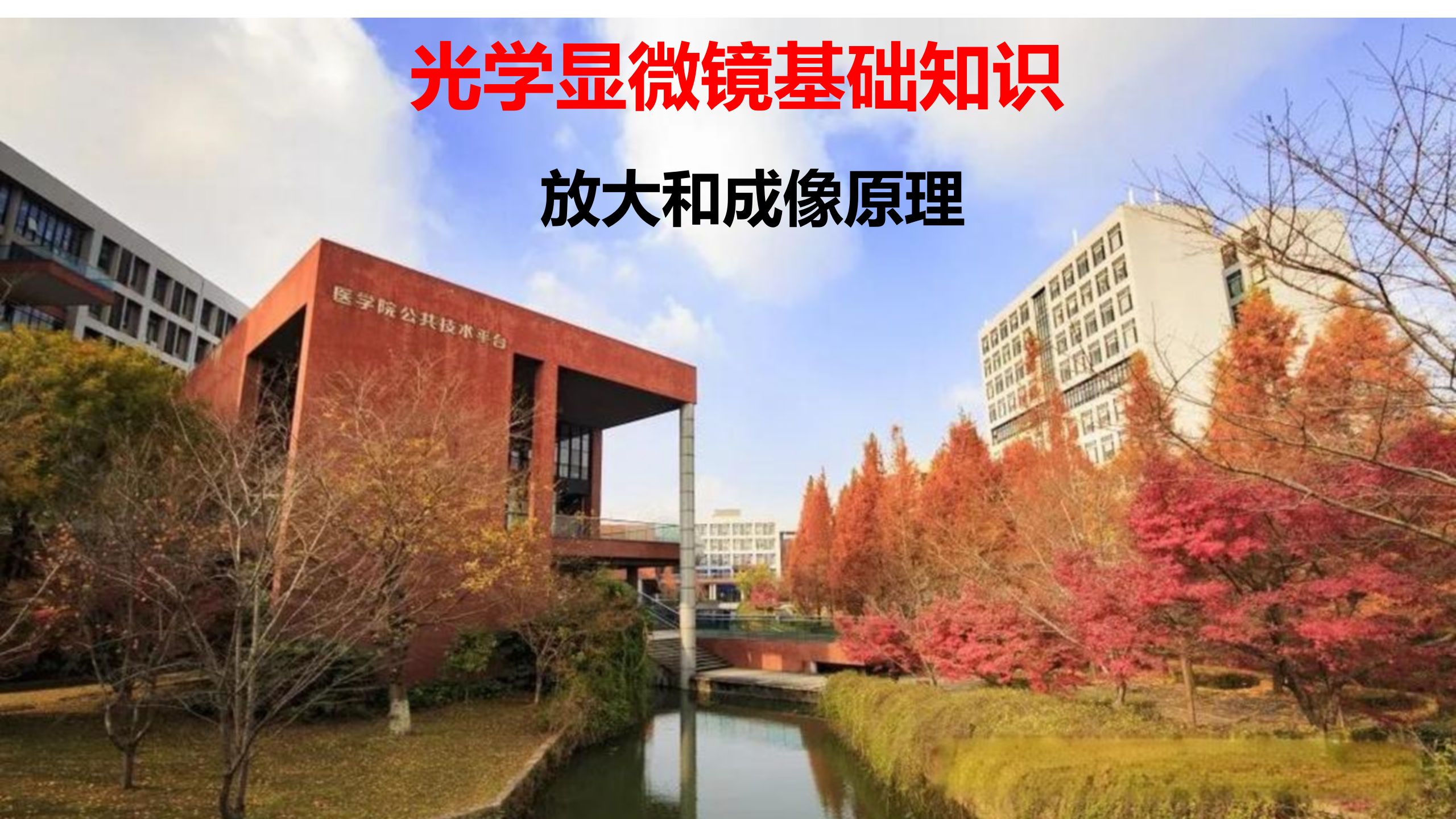 3.光学显微镜的原理