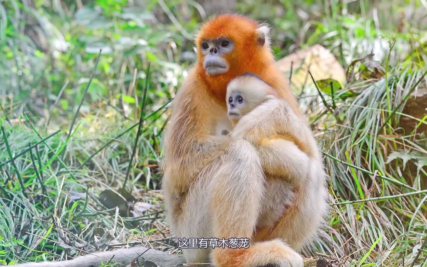 今天是什么日子?世界地球日