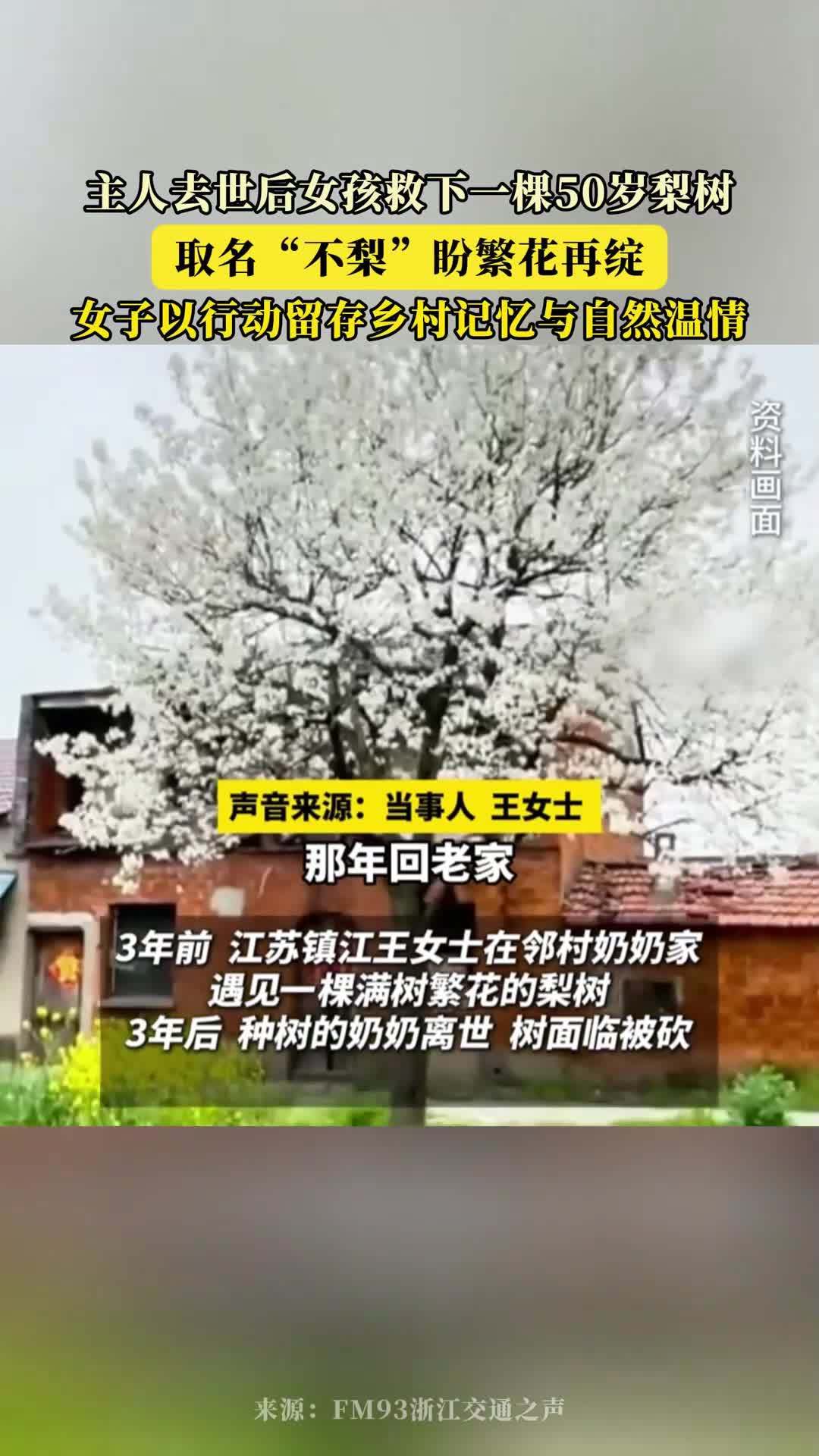 主人去世后女孩救下一棵50岁梨树,取名"不梨"盼繁花再绽