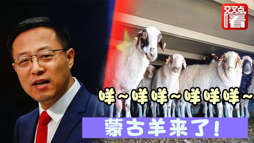 3万只蒙古羊真的来了!赵立坚用一句蒙古谚语表达中方的感谢