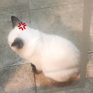 树上的鸟窝没了 