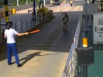 惊马冲卡上高速!安全处置!