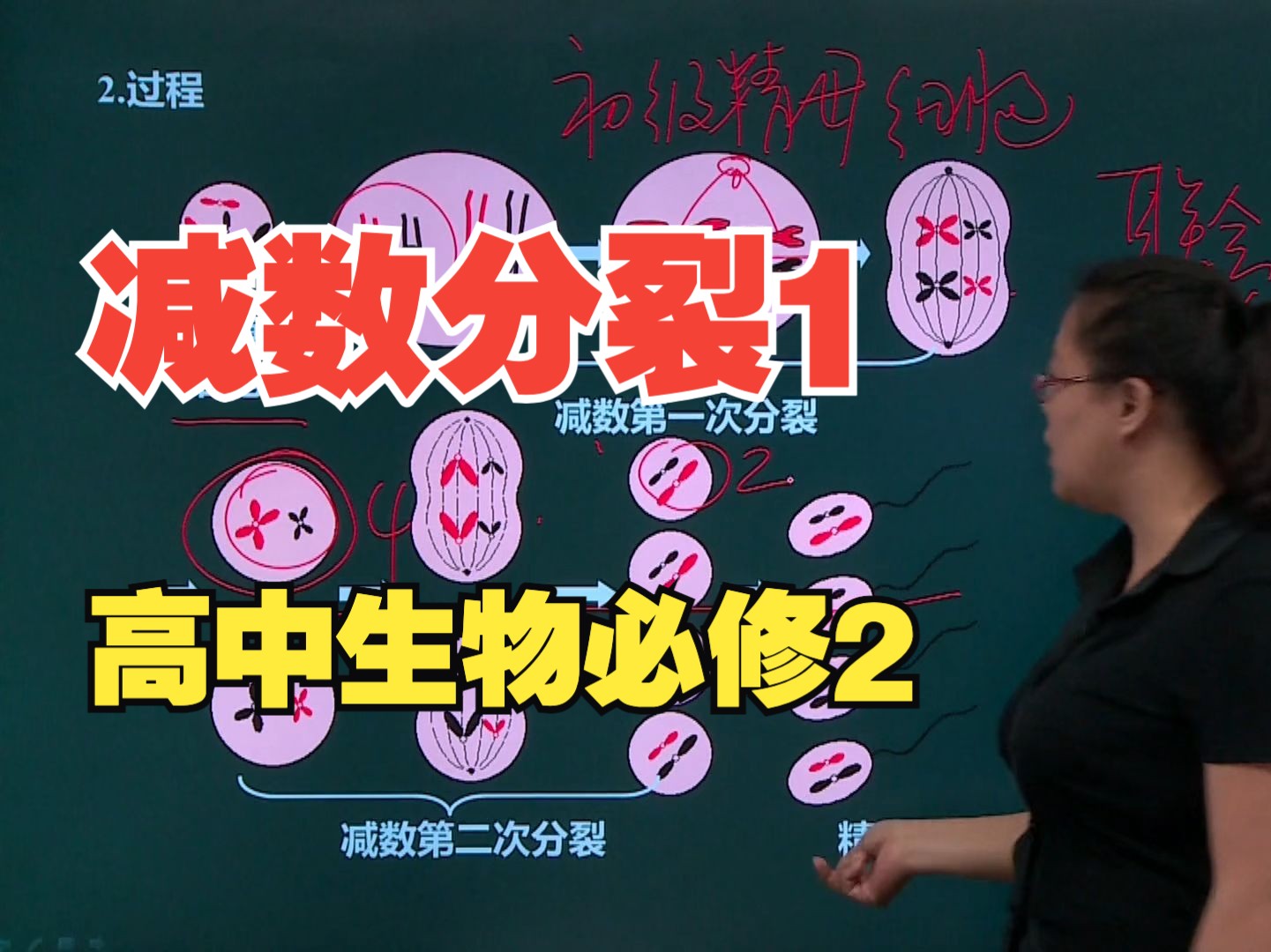 高中生物必修2_ 5、减数分裂1