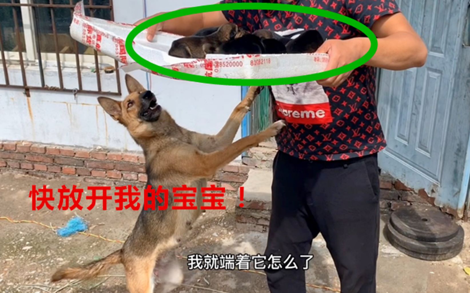 萌化了出生4天的小狗狗集体晒太阳,主人拿小狗大黄狗急了