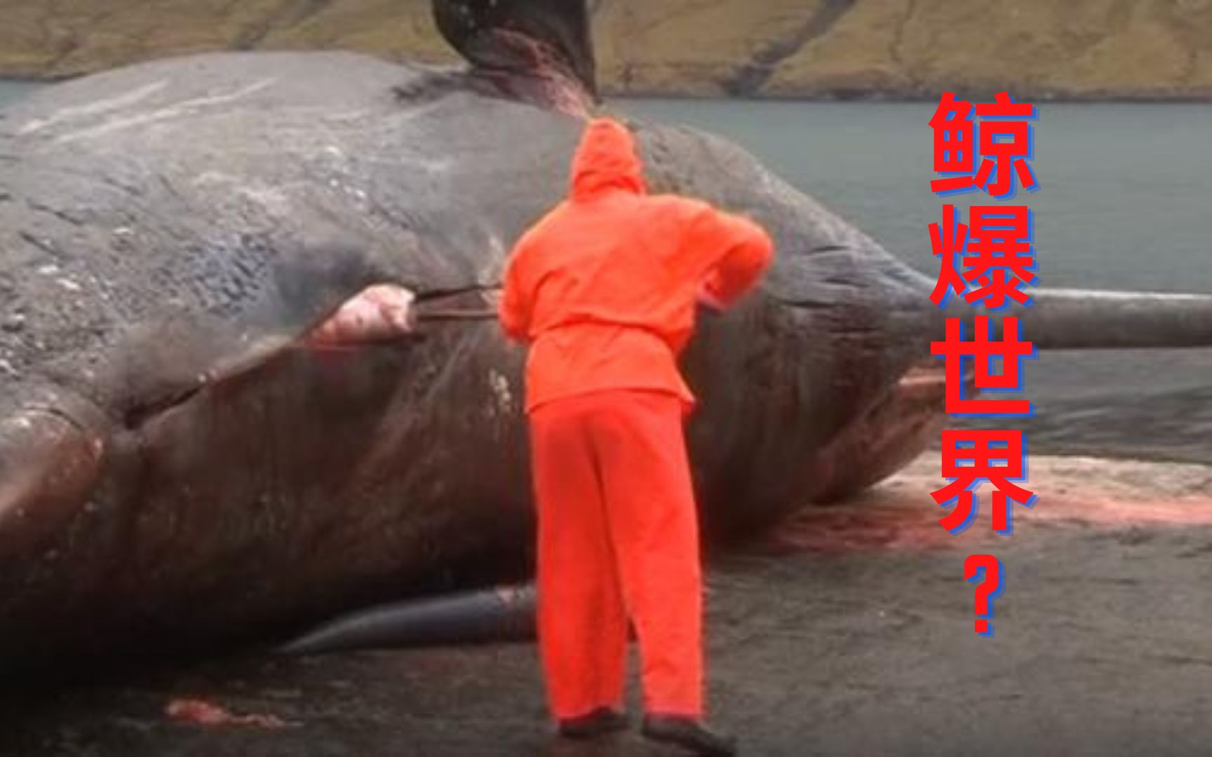 数个死后还能造成危害的动物 , 号称动物界生化武器 , 远离危险你我有...