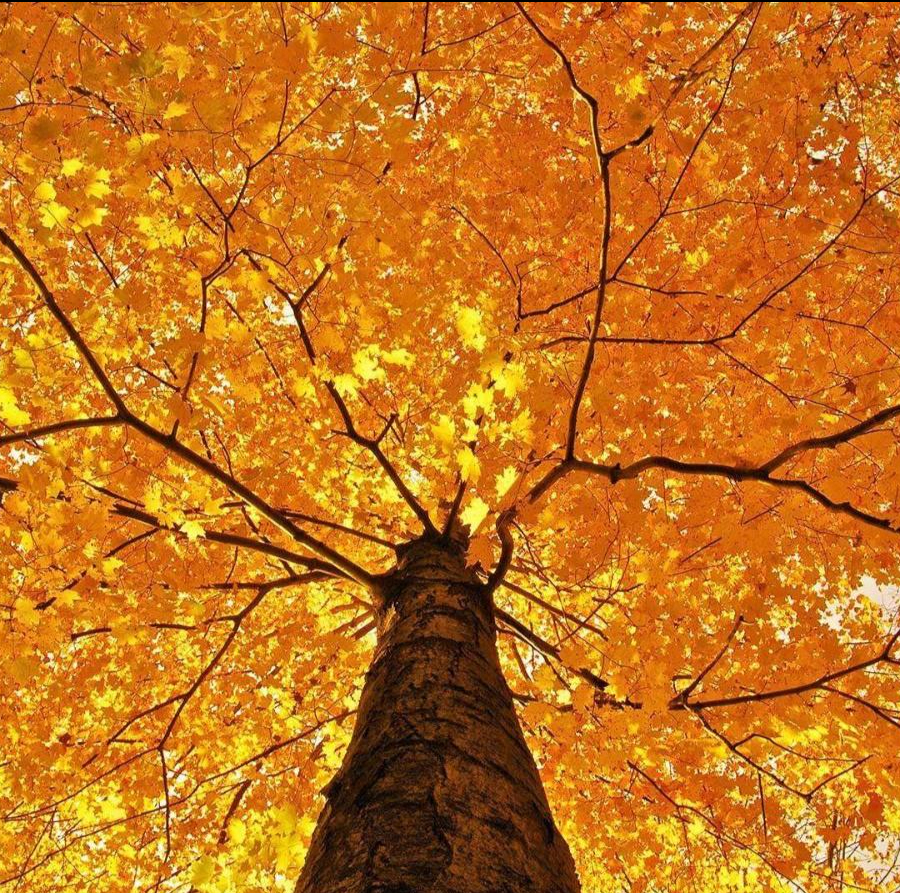 枫林之间maple 
