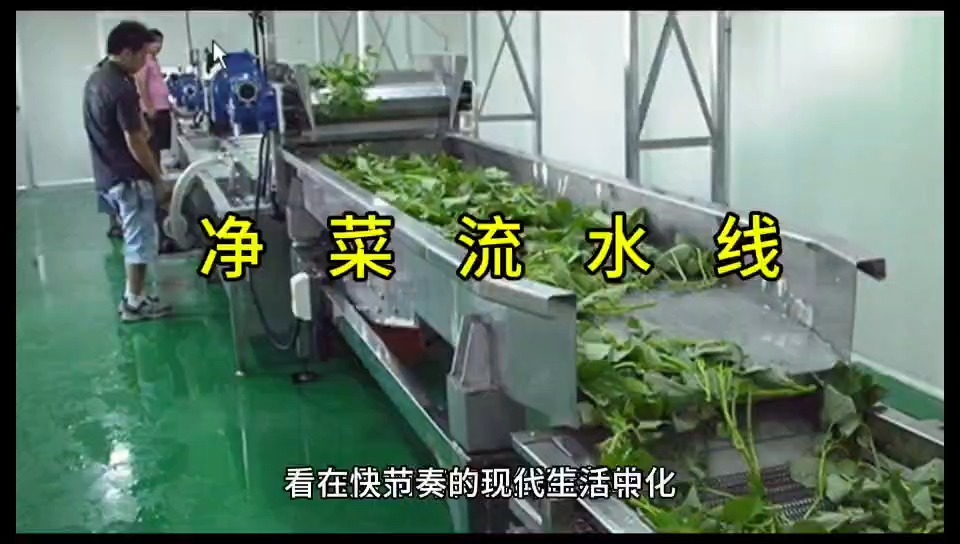 解读叶菜类净菜处理加工流水线加工流程步骤及使用机器设备详解?