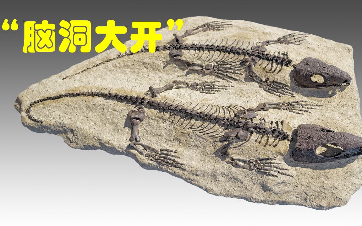 大鼻龙:最原始的爬行类|爬行动物分类|最早的断尾求生记录|地球简史...