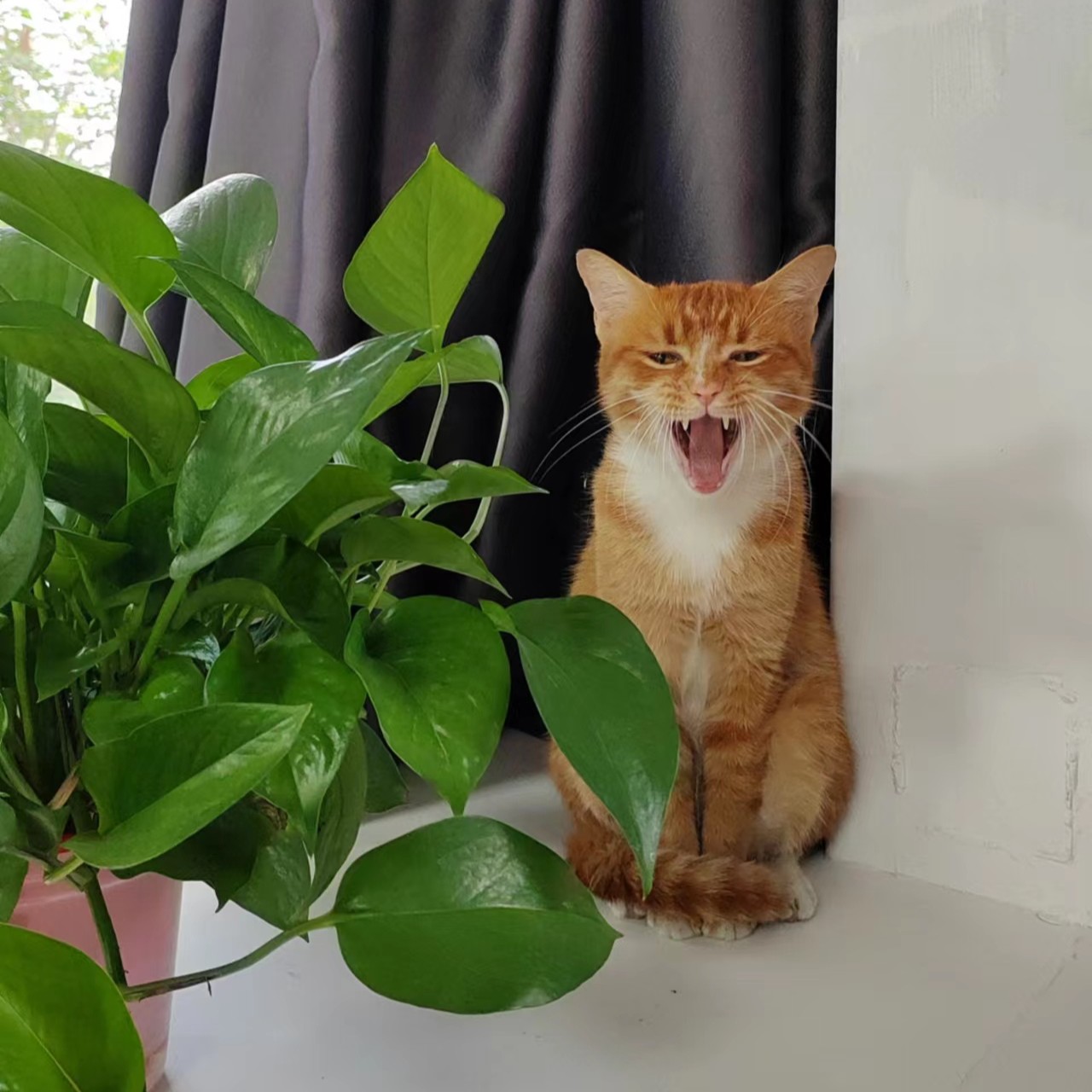 会装机的猫 