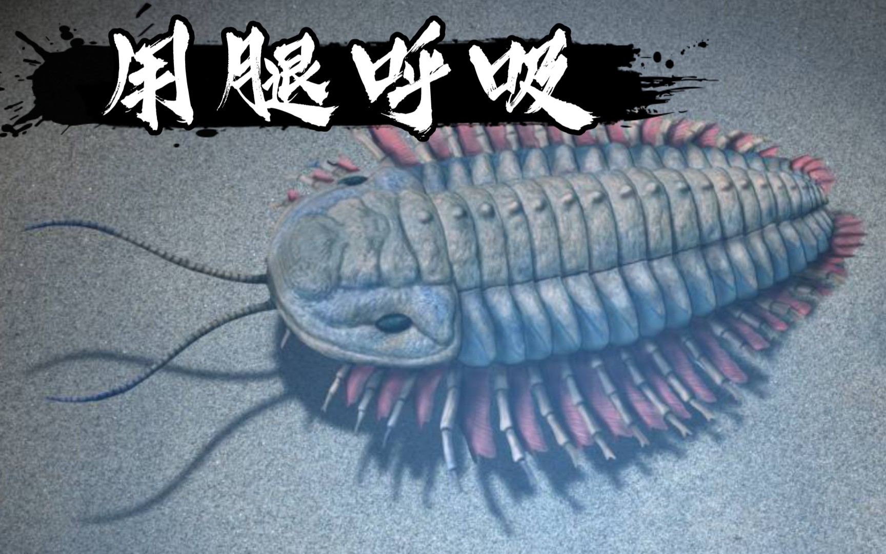 三叶虫竟然用腿呼吸!【史前快讯】【第16期】