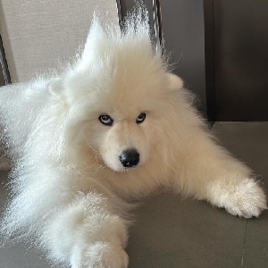 萨摩怒 
