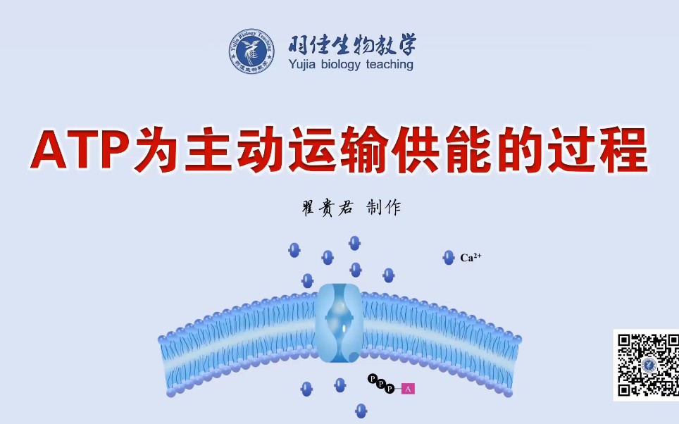【微视频】ATP为主动运输供能的过程