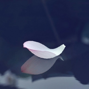 暗红色的紫罗兰 