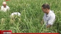 抽样调查 实割实测 粮产数据统计方法更加科学 四川新闻 20140222 标清