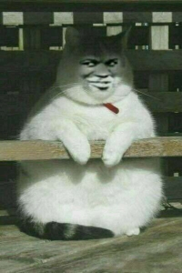 彩色de猫猫 