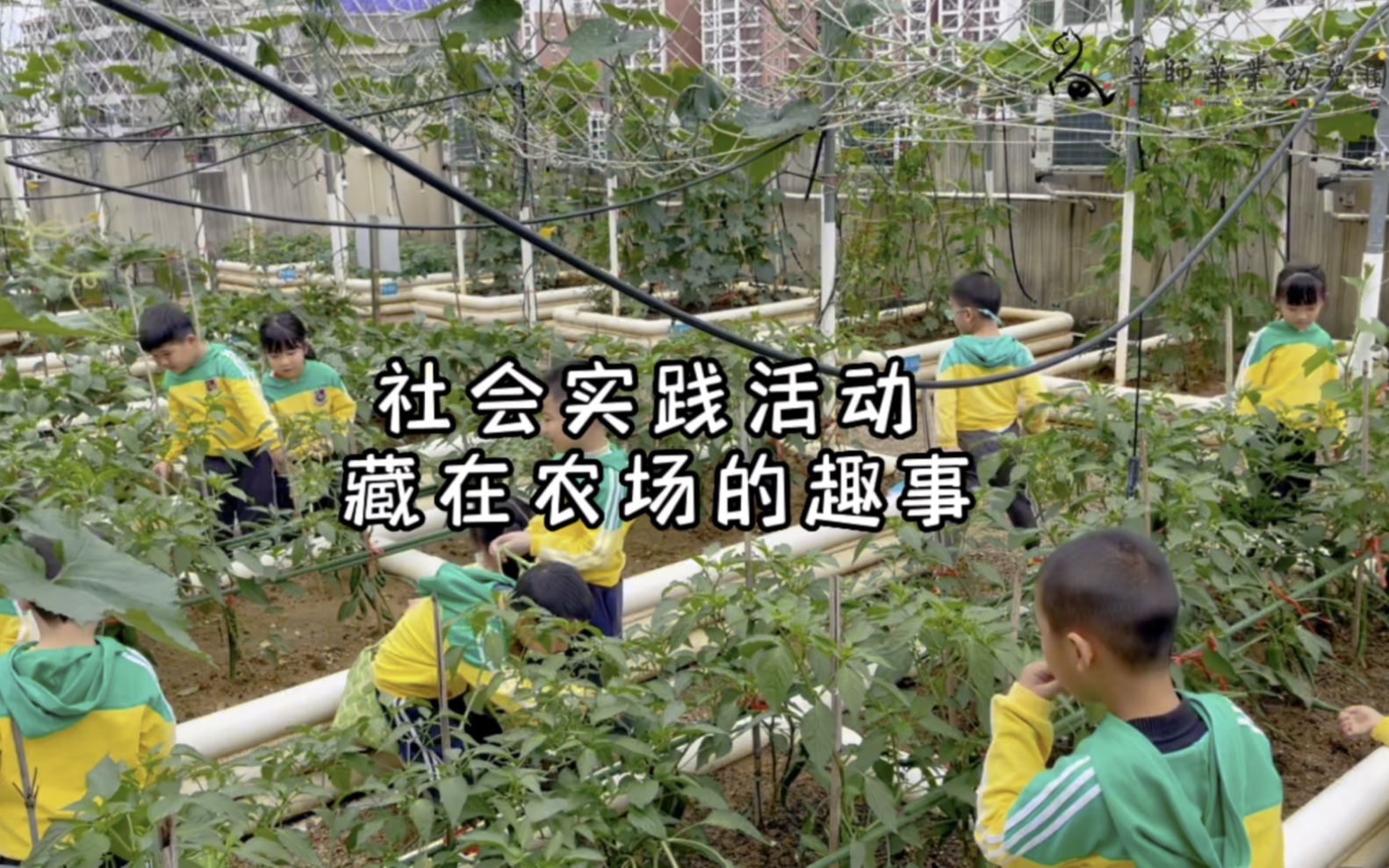 社会实践活动:藏在农场的趣事