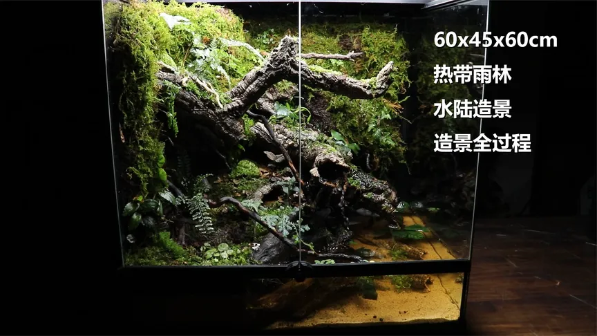 【水陆雨林造景】中型生态雨林缸,60x45x60cm,造景全过程