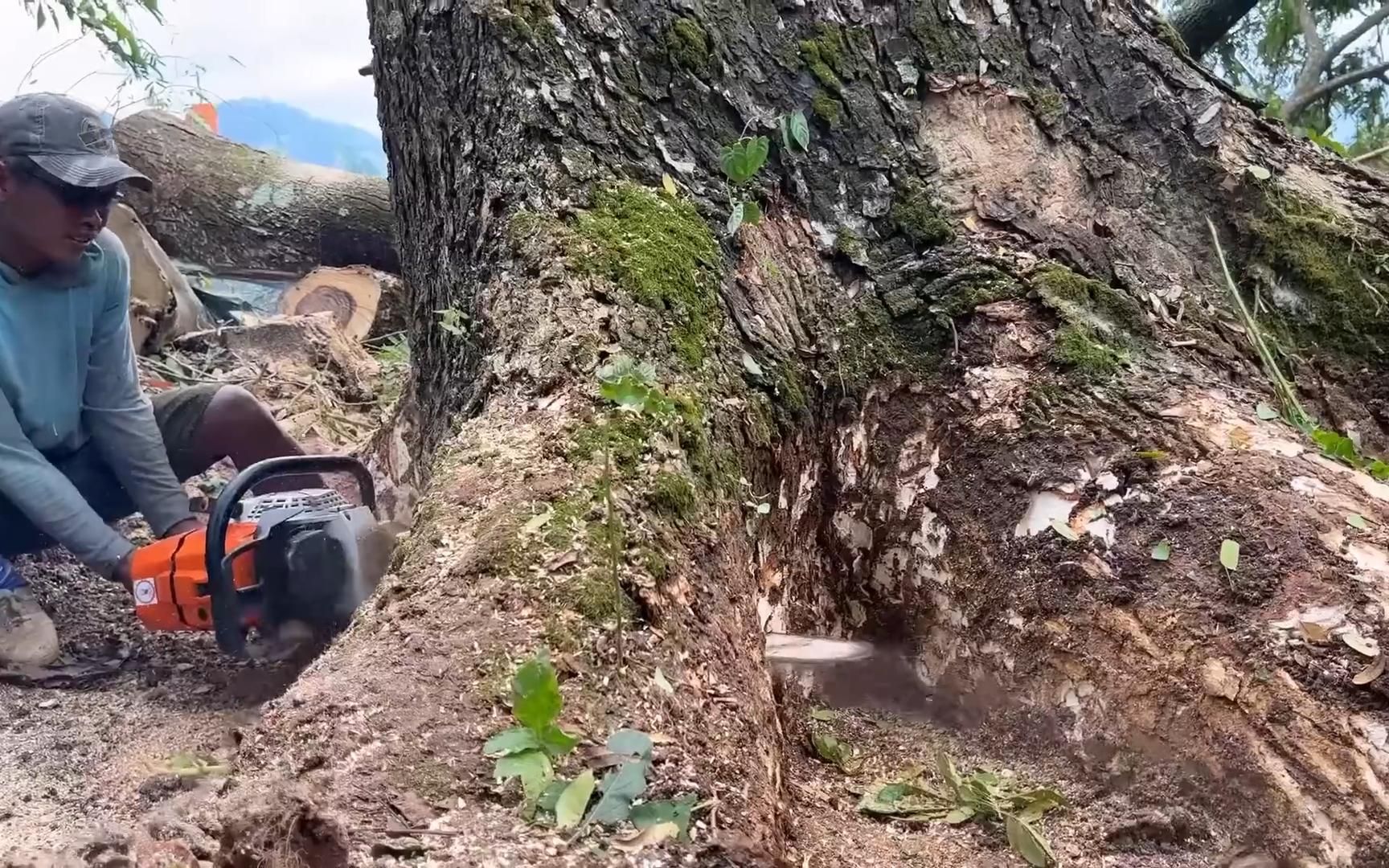 砍伐房屋附近一棵高大的百年特伦贝西树
