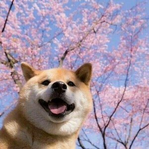 YOYO蒋 