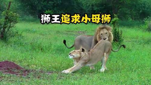 狮王求偶骚操作:简单粗暴又猥琐,这波操作千万别模仿!