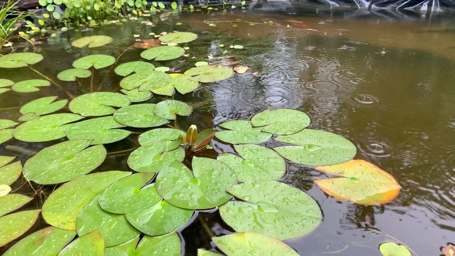 去年春天做了一个简易的生态池