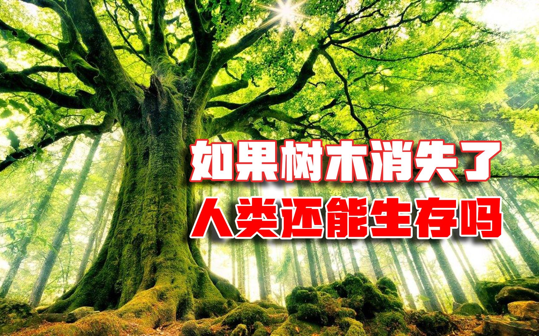 如果一夜之间森林消失了,世界将发生什么改变?人类还能生存吗?
