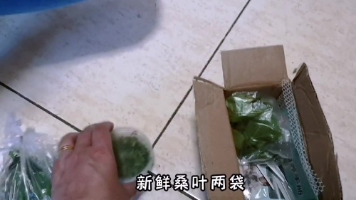 三年级孩子科学课作业,观察蚕宝宝,记录成长