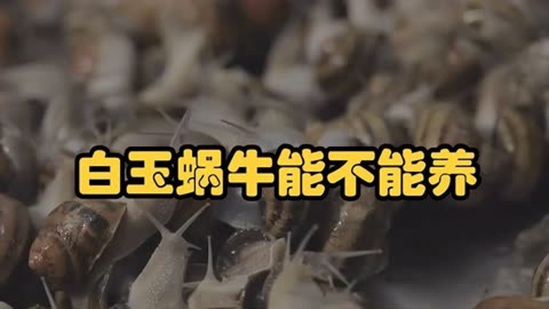 白玉蜗牛能不能养,白玉蜗牛的养殖环境及北方农村创业可行性