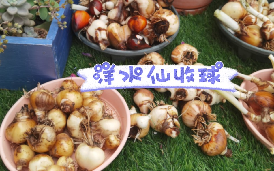 历时5个月记录洋水仙收球储存和种植,干货满满