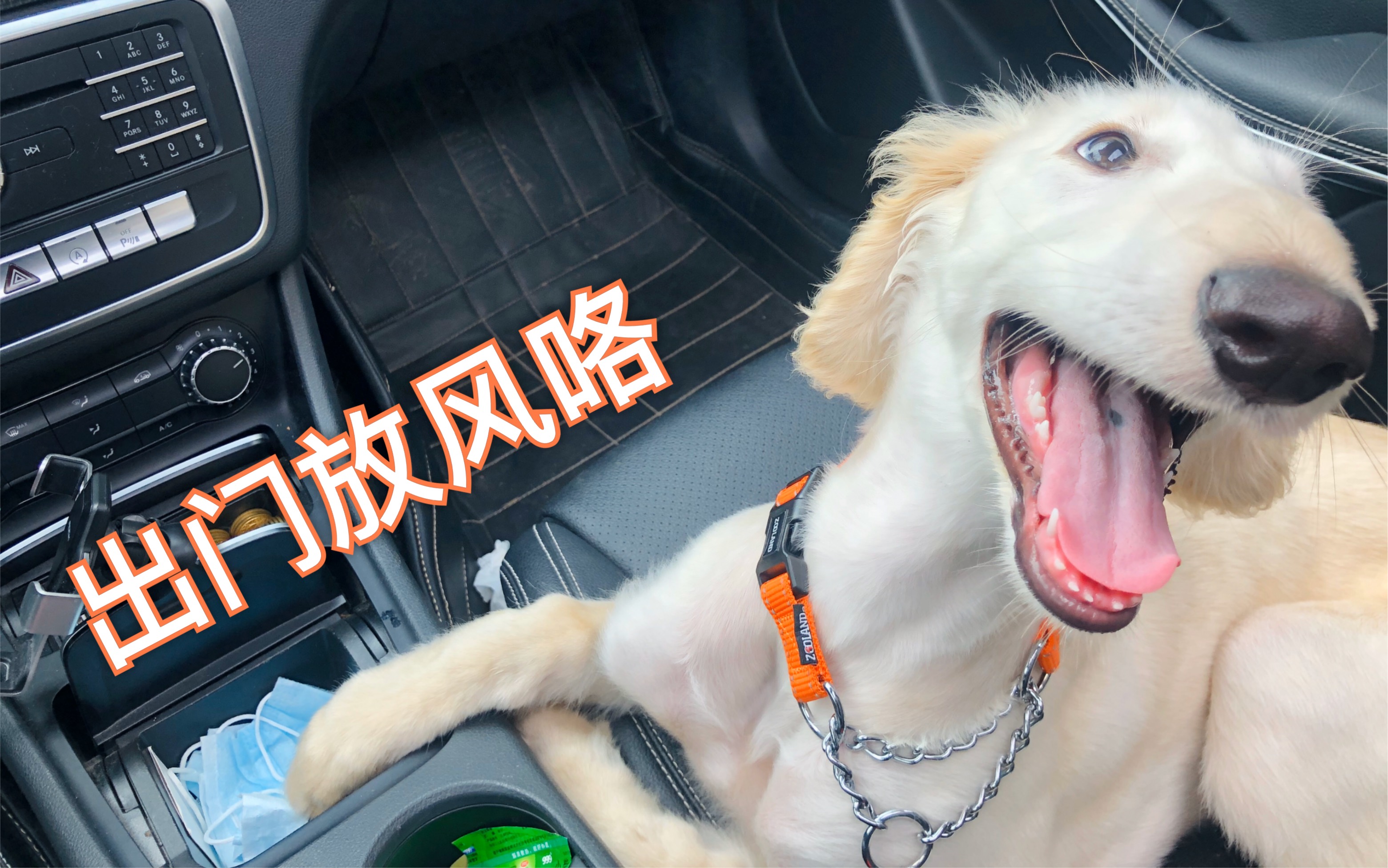 【陕西细犬】带细犬崽崽来荒山上放风