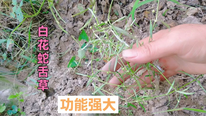 白花蛇舌草,农村人都知道它的用处?你认识吗