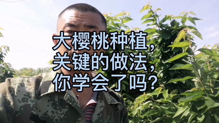 大樱桃种植技术的核心,关键的技术,管理的理念