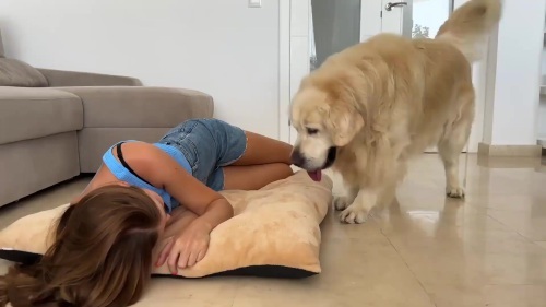 金毛闻饭声秒变小乖乖,主人自爆喝狗肉汤,笑炸了!