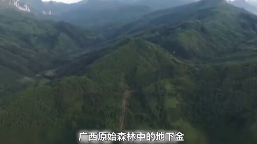 广西森林中的"地下金":所到之处寸草不生,营养价值丰富遭哄抢