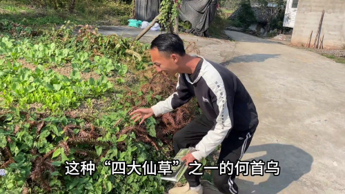 被称为"四大仙草"的何首乌,原来农村很常见,你见过吗