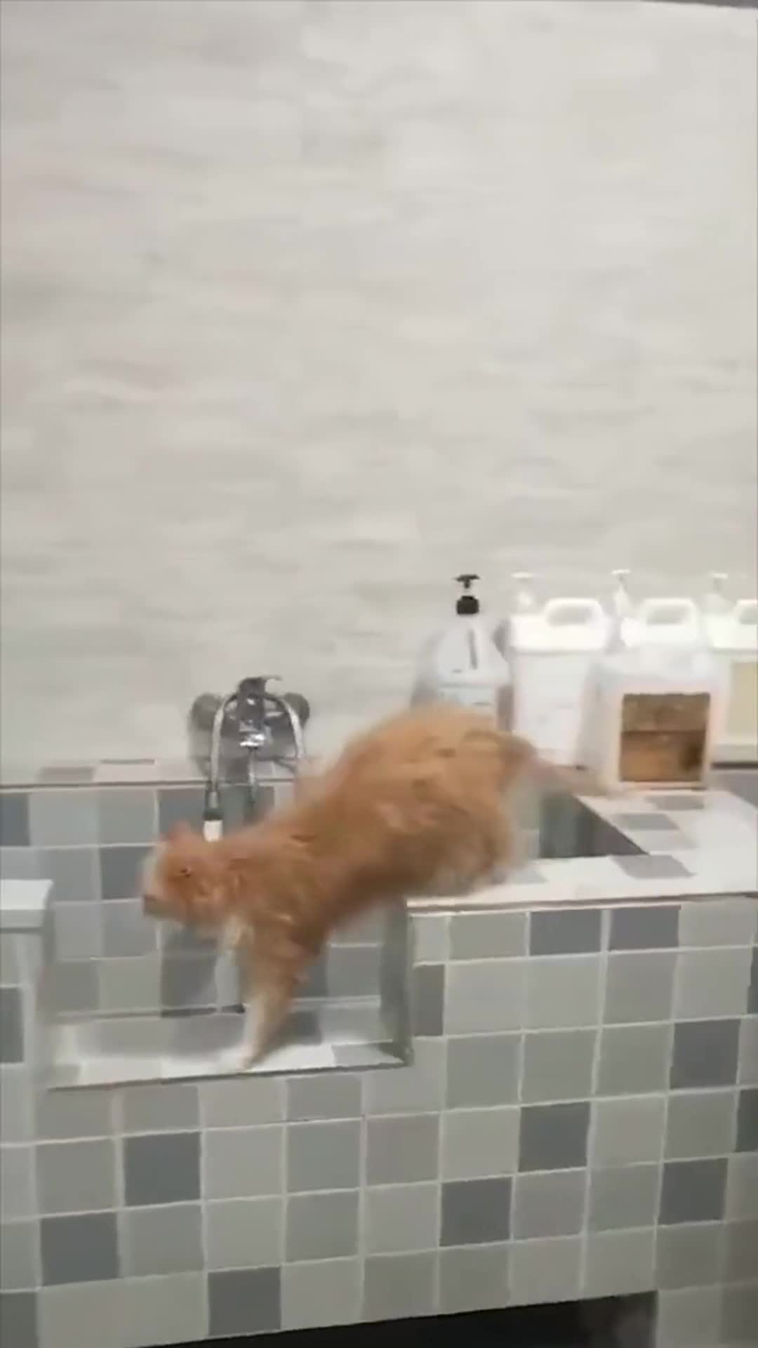 宠物店洗澡,这只熟悉流程的猫怕是"老客服"了