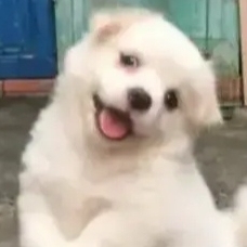 流浪的大人 