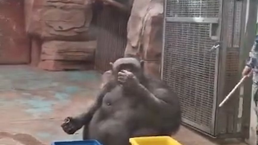 郑州动物园黑猩猩,轻松分辨可回收垃圾和厨余垃圾